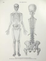 Vintage Medical Human Body Anatomy Illustration – KERSZ